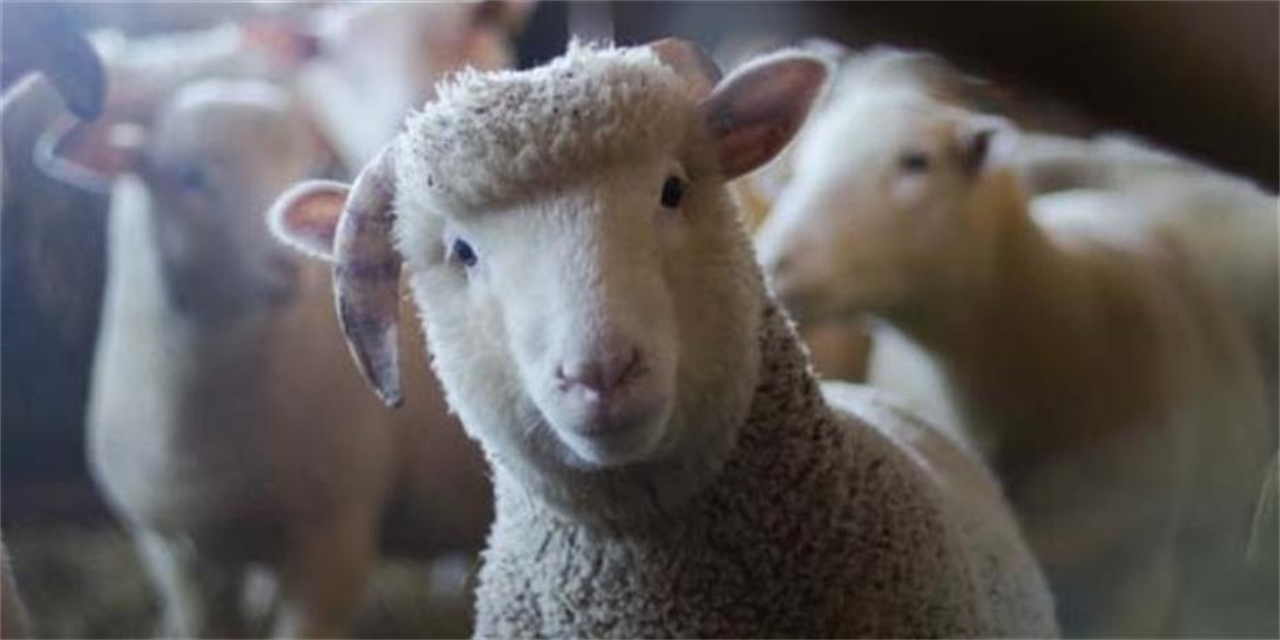 Recurrence of smallpox in sheep and goats, 200 animals killed in Rhodope