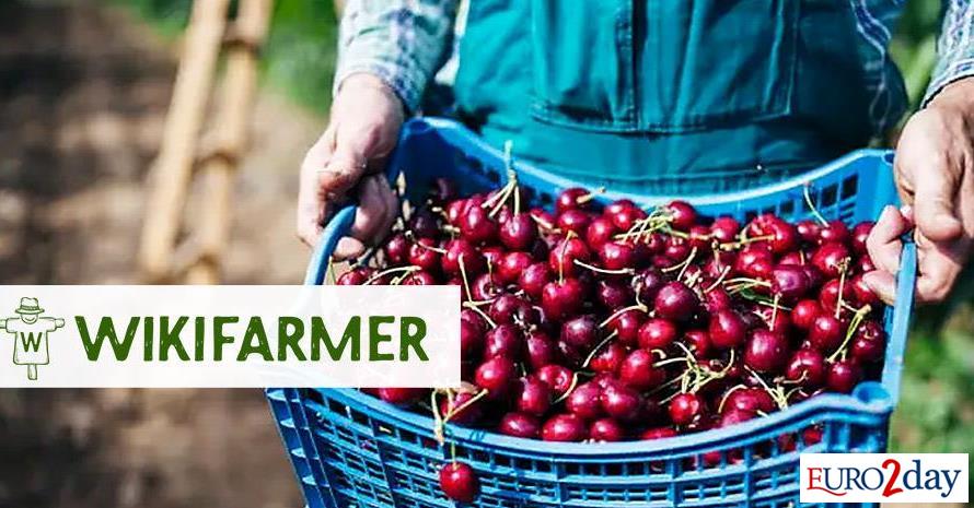 Wikifarmer: Η ελληνική... Wikipedia των αγροτών πηγαίνει Ισπανία