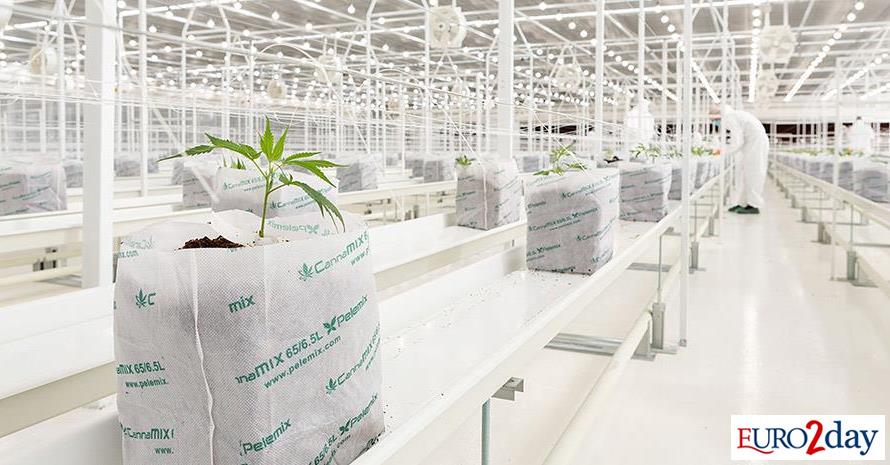 Νέα προϊόντα κάνναβης από την Tikun Olam, μειώνει τις τιμές