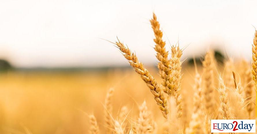 FAO: Food prices stable in May 2026